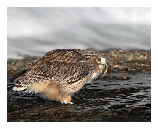 Three Rivers Birding Club of Southwestern Pennsylvania