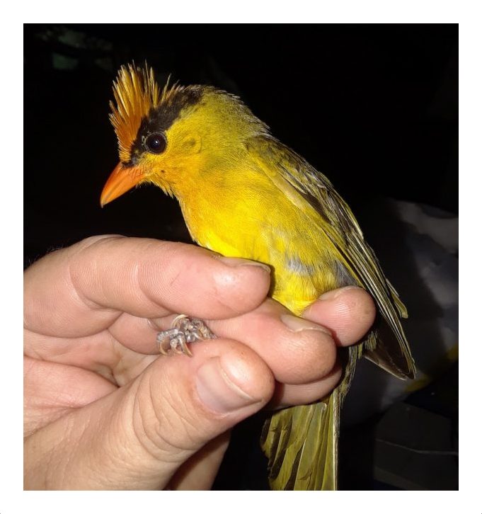 Three Rivers Birding Club of Southwestern Pennsylvania